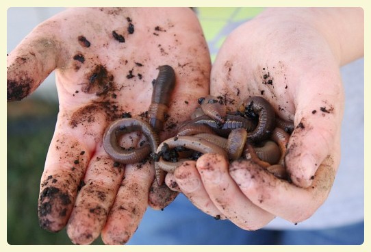 Insect Activities for Kids with Autism - Special Learning House
