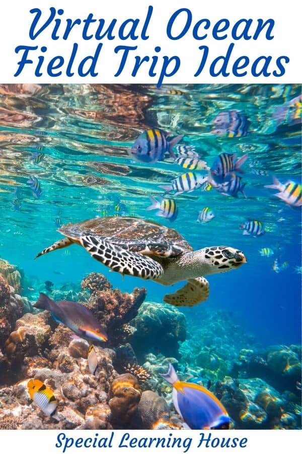 How to plan a virtual field trip to the ocean - Special Learning House